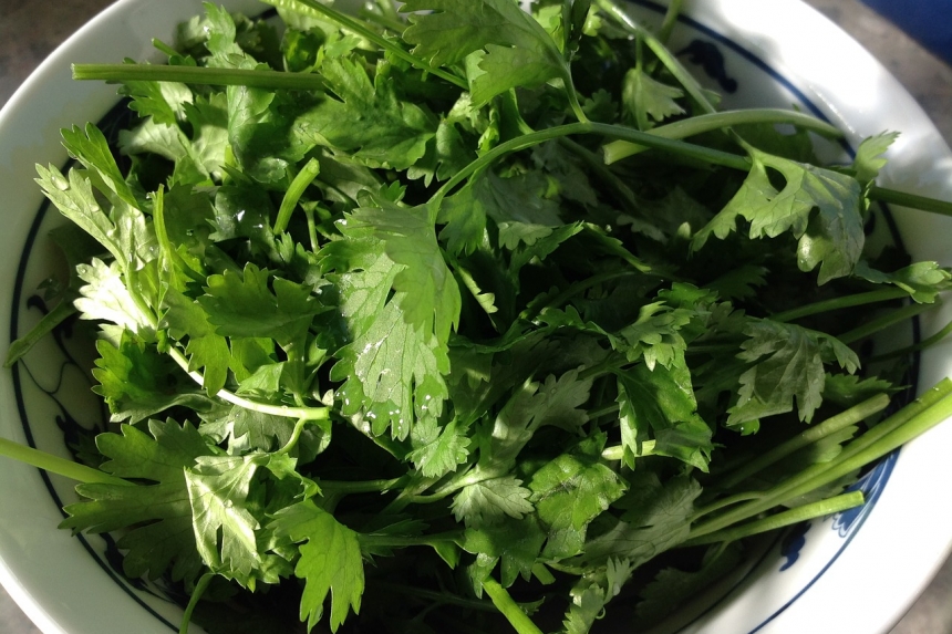 Cuidado del cilantro » Huerto en casa