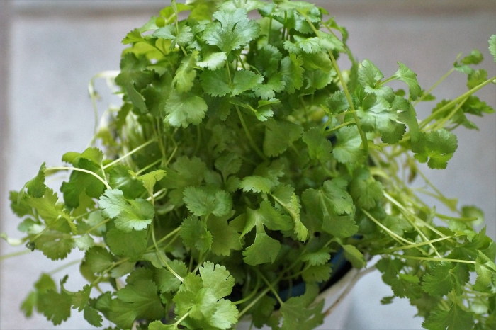 Cilantro » Huerto en casa