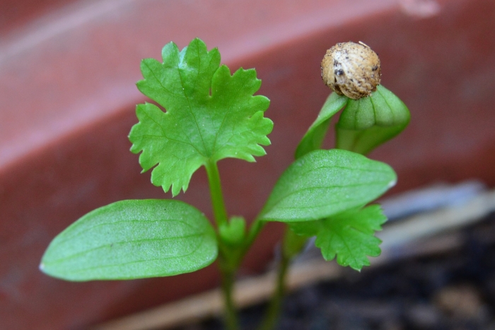 Cómo germinar cilantro » Huerto en casa