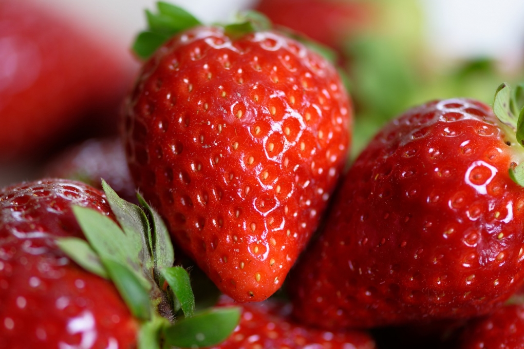Variedades De Fresas Huerto En Casa