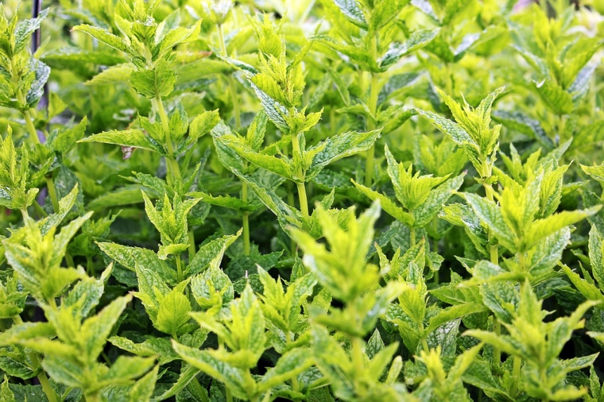 Hierbabuena » Conoce las características de esta rica hierba de olor