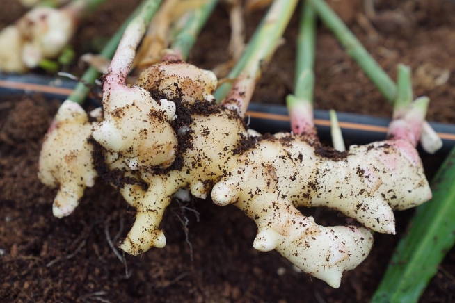 Cultivo de jengibre » Huerto en casa