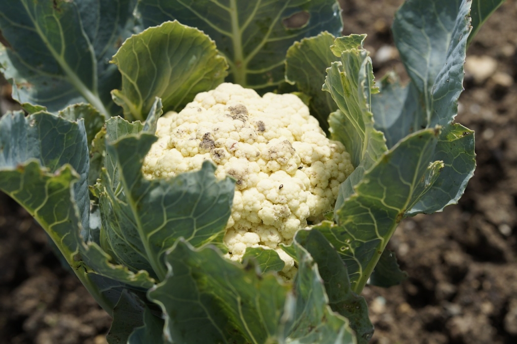 Cultivo de la planta de mostaza » Huerto en casa