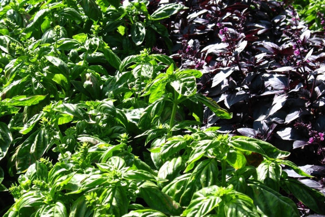 Albahaca morada » Huerto en casa