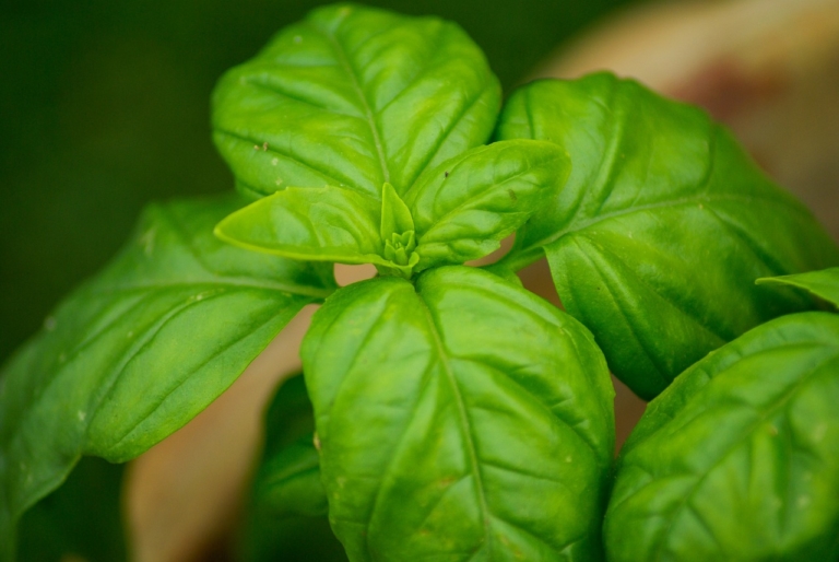 Albahaca morada » Conoce para qué sirve y sus beneficios y propiedades