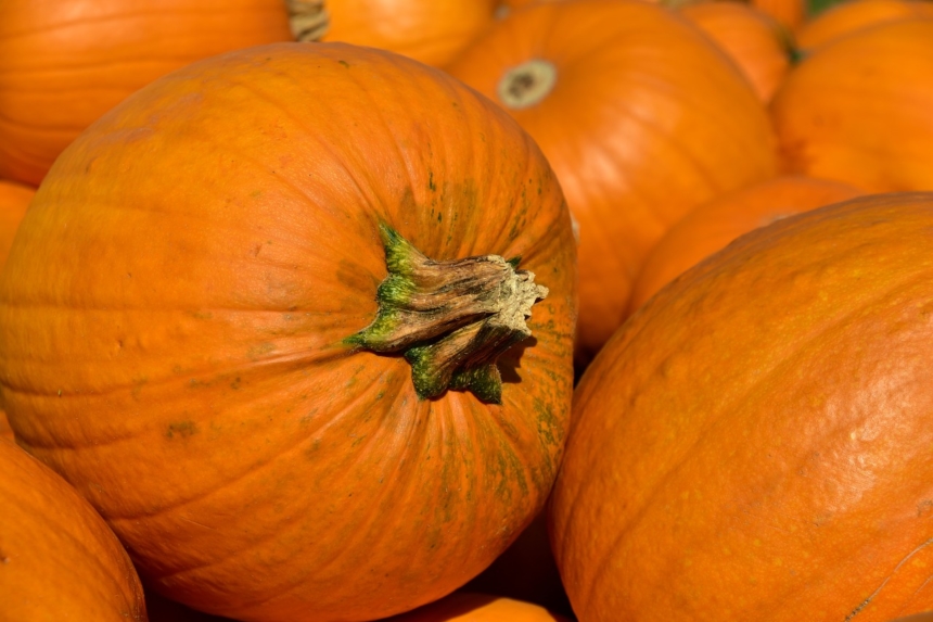 Calabaza verde » Huerto en casa