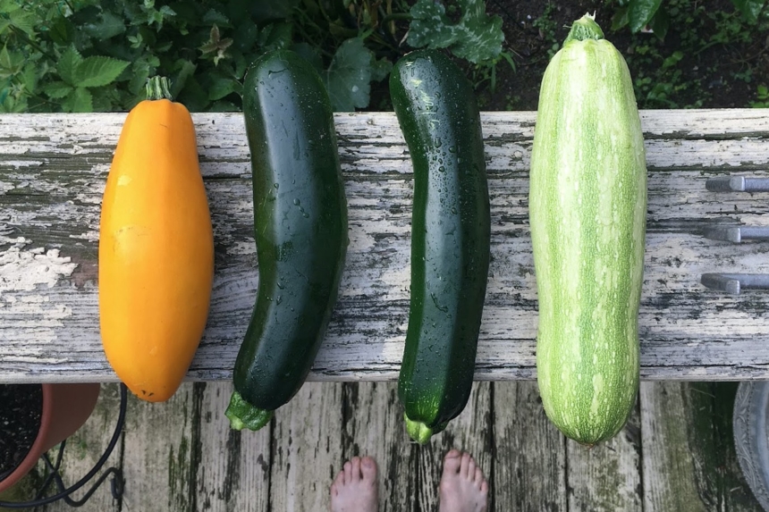 Calabaza verde » Huerto en casa