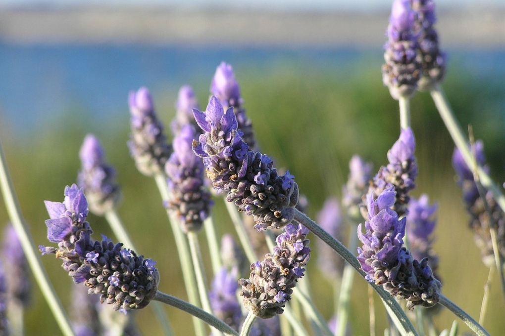 Semillas de lavanda » Huerto en casa