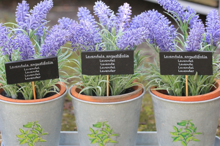 Lavanda riego » Huerto en casa