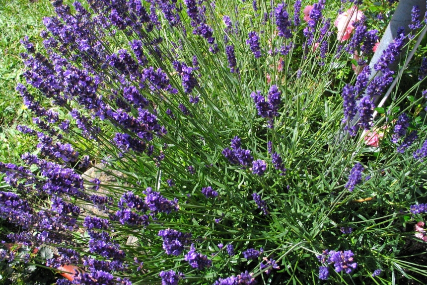 Lavanda riego » Huerto en casa