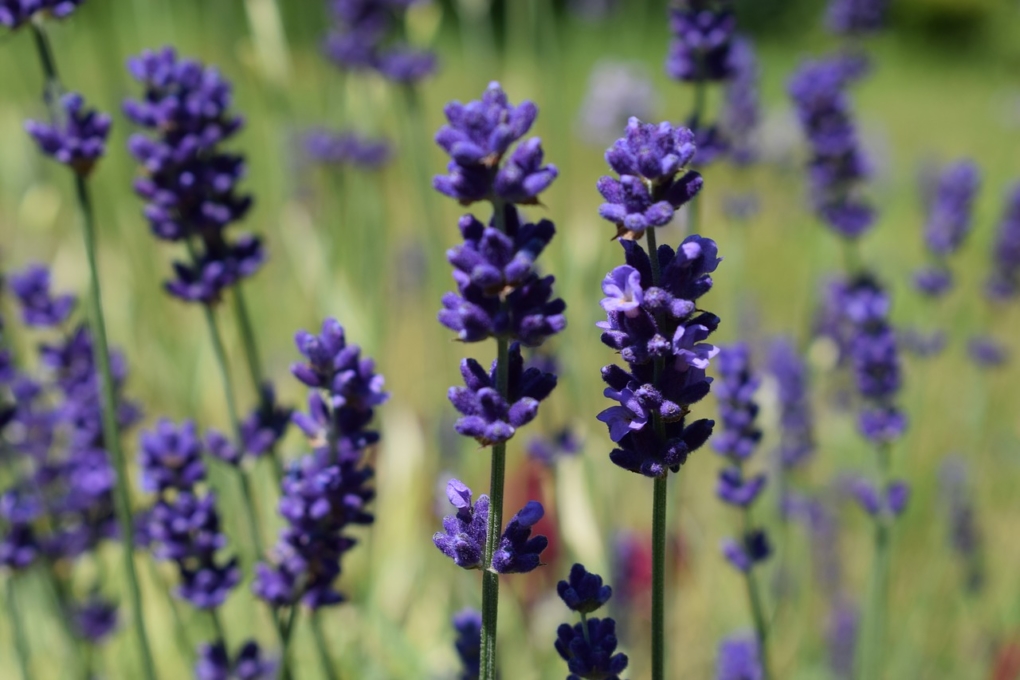 Semillas de lavanda » Huerto en casa