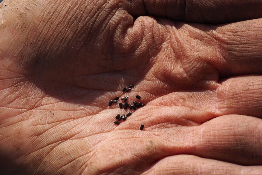 Semillas de lavanda » Huerto en casa