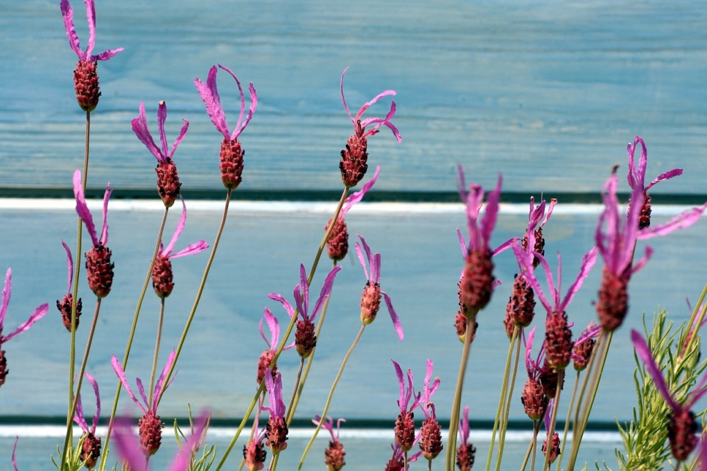 Semillas de lavanda » Huerto en casa