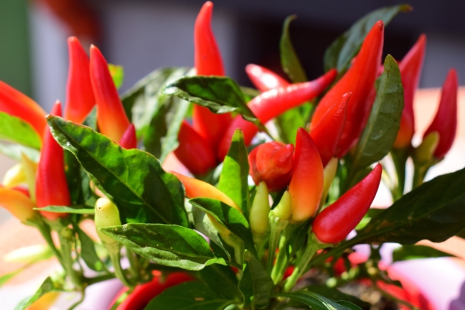 Chile guajillo o mirasol » ¿Cuáles son las diferencias?