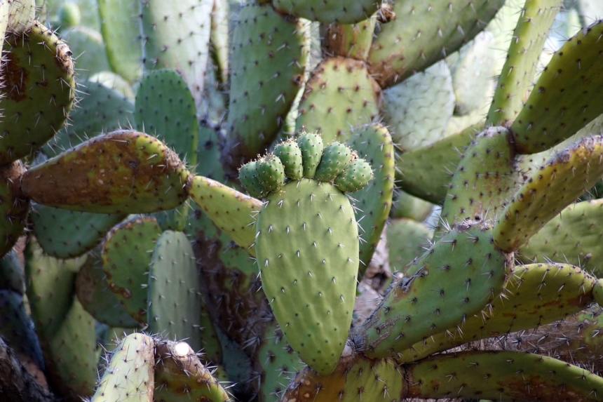 Diferencia entre cactus y nopal » Huerto en casa