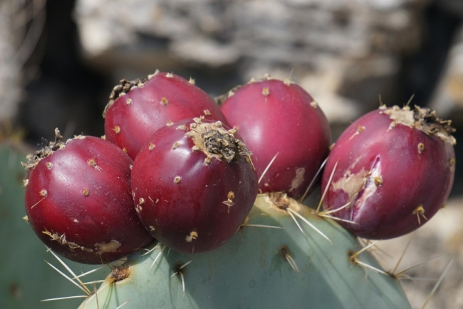 Reproducción del nopal » Cómo se propaga esta deliciosa cactácea