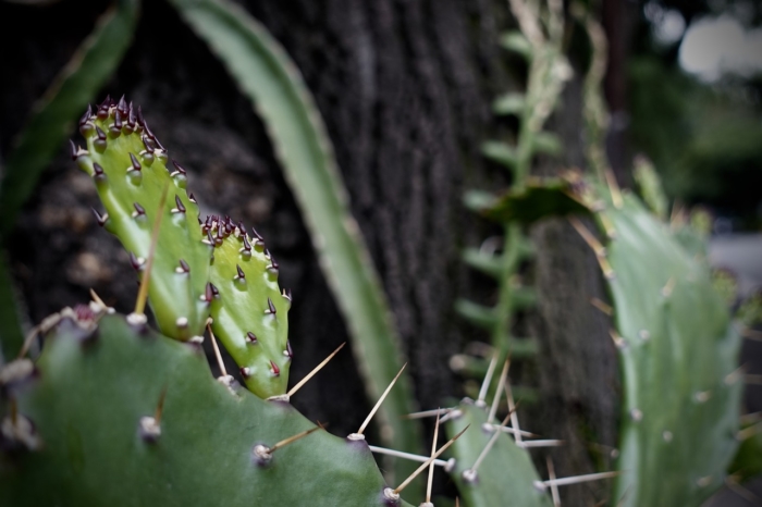 Cuidados del nopal » Todo lo que debes saber para mantener tu nopal
