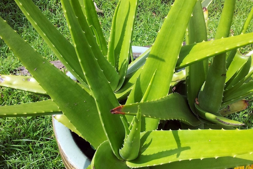 Sábila en maceta » Cuidados y consejos y más sobre la aloe vera