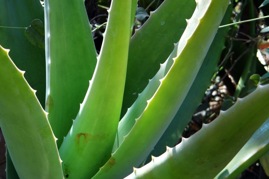 Aloe vera » Cuidados de la sábila, todo lo que necesitas saber