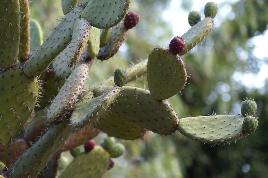 Características del nopal » Hojas, flores, semillas y más