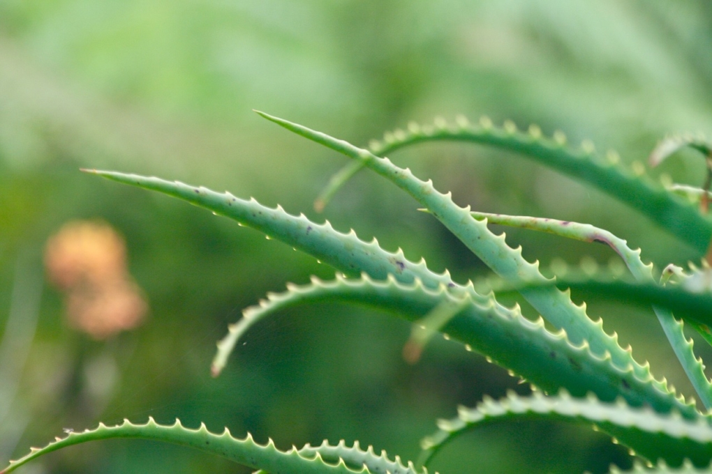 Aloe vera » Cómo plantar tu sábila utilizando una hoja Aloe vera » Cómo plantar tu sábila utilizando una hoja