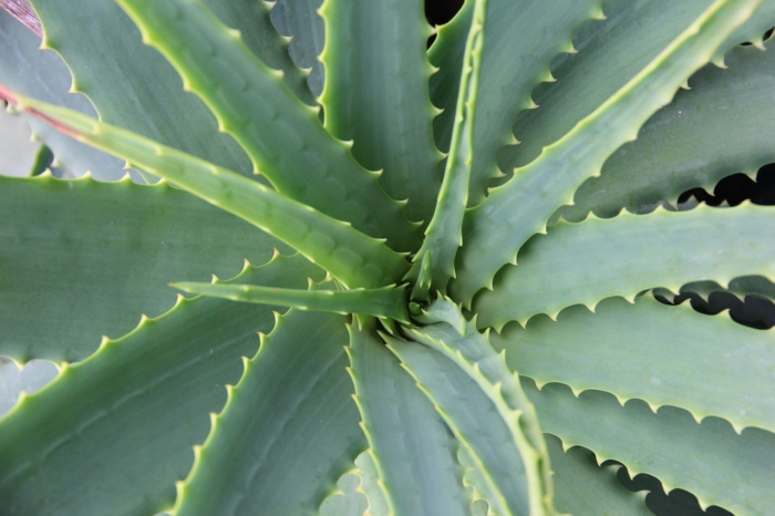 Sábila en maceta » Cuidados y consejos y más sobre la aloe vera