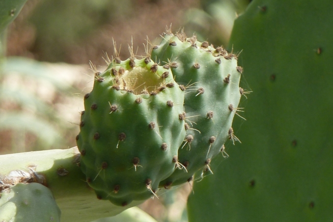 Tuna » Cultivo y todo lo que necesitas saber sobre esta fruta