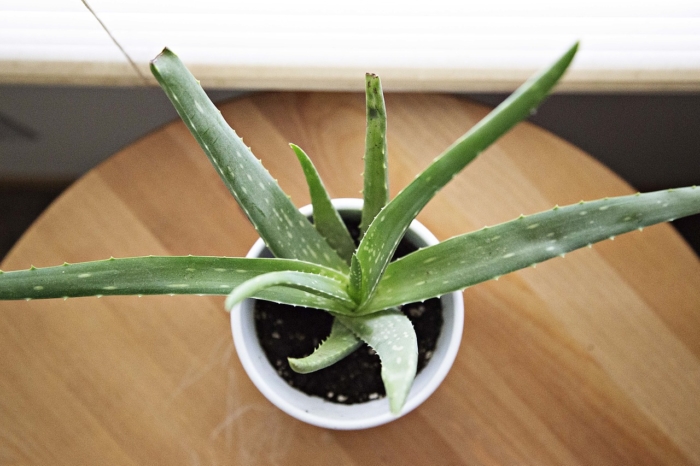 Cultivo de sábila » Consejos para cultivar aloe vera en tu casa
