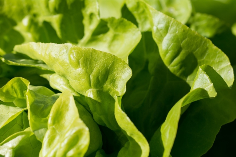 Lechuga morada » Beneficios, cultivo, recetas y más