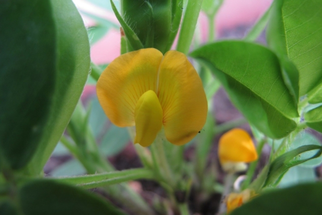 Cacahuate » Cómo se cultiva esta leguminosa y más datos
