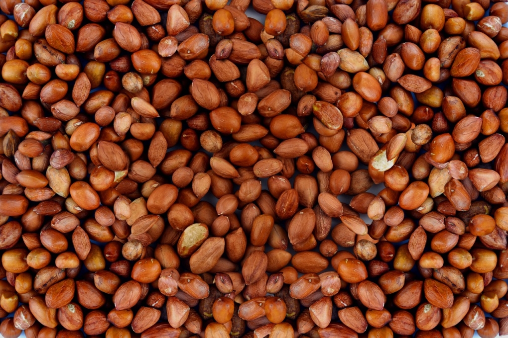 Cacahuate » Cómo se cosecha el cacahuate y cómo se conserva