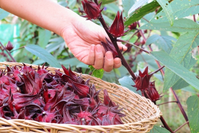 Jamaica Cómo Es Su Cultivo Y Cómo Se Siembra Esta Flor