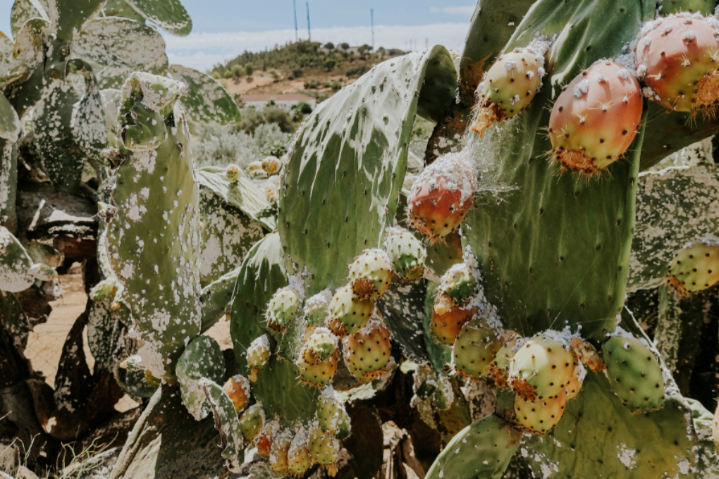 Tipos de tuna » Las principales variedades del fruto del nopal