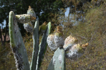 Cómo plantar un nopal » Planta del nopal en tu huerto en casa