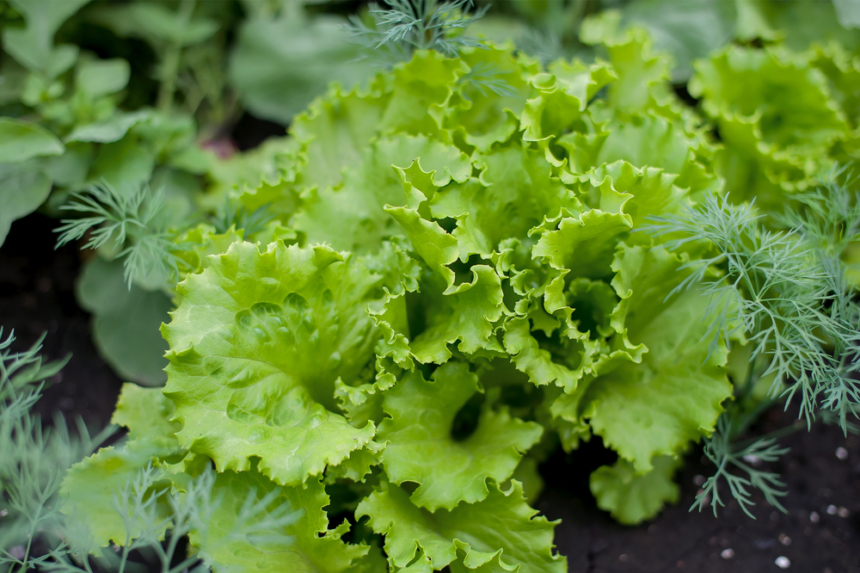 Cultivo de lechuga » Desde la siembra hasta la cosecha