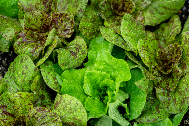 Tipos de lechuga » Las variedades más comunes