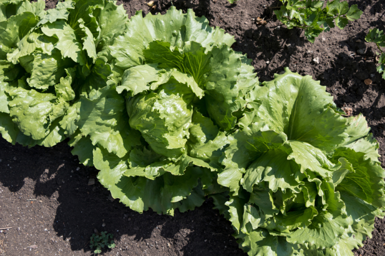 Lechuga morada » Beneficios, cultivo, recetas y más