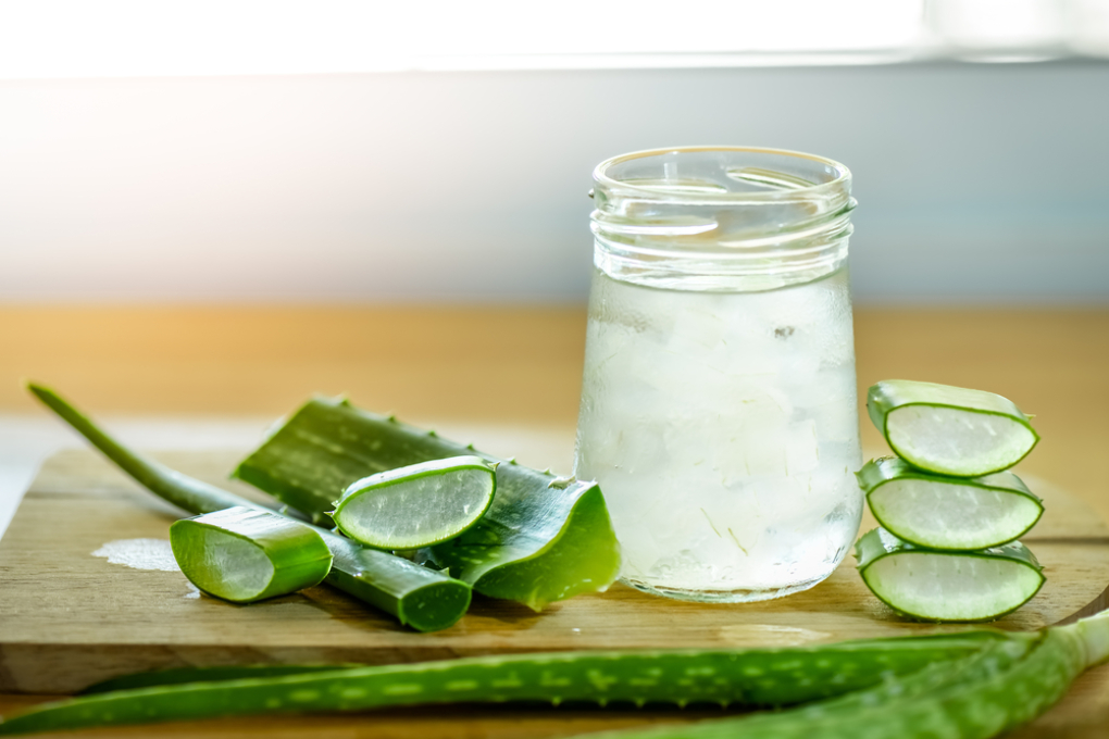 Sábila en maceta » Cuidados y consejos y más sobre la aloe vera
