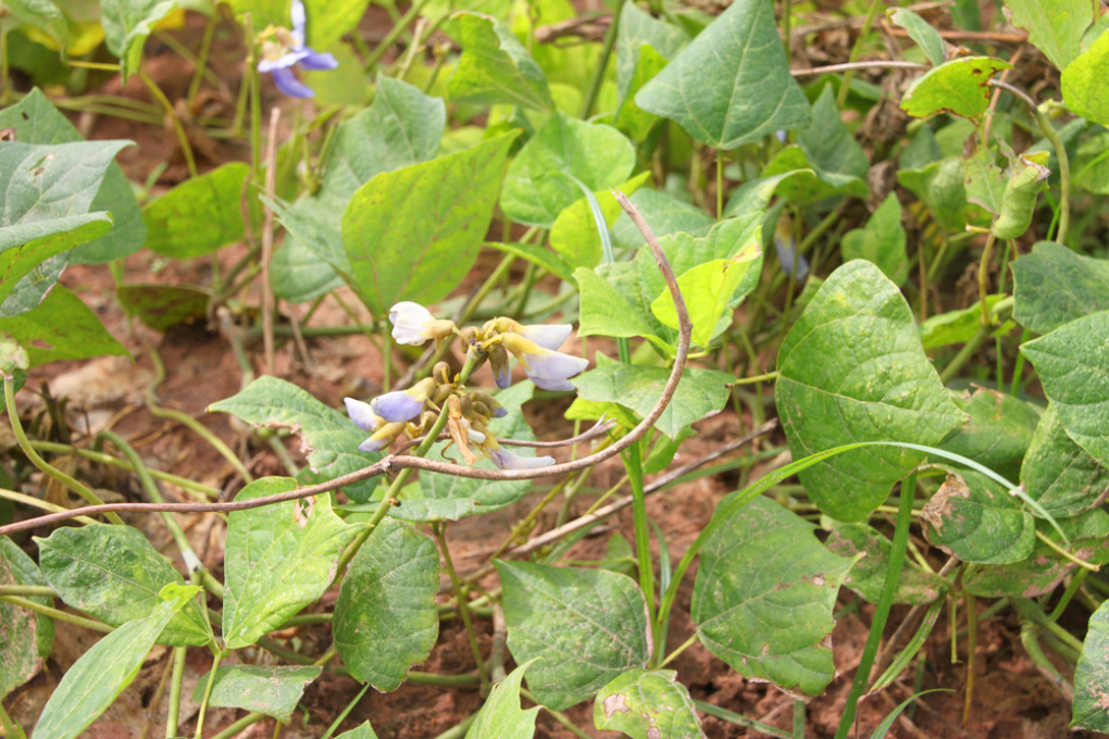 Jícama » Cómo se cultiva su semilla y cómo plantarla