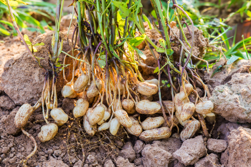 Cacahuate: origen, características, beneficios y cultuvo » Huerto en casa