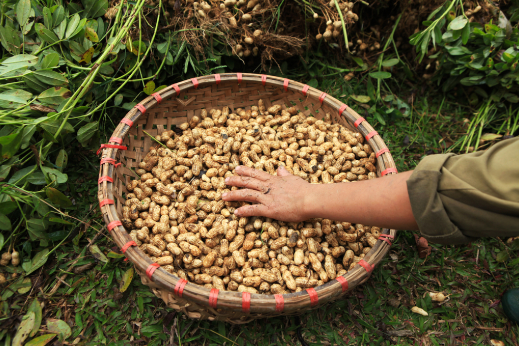 Cacahuate » Tipos y variedades de esta rica leguminosa