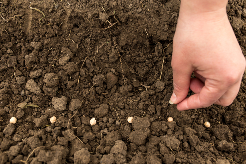 Cultivo de garbanzo » Huerto en casa
