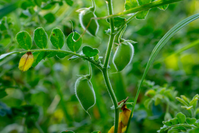 Cultivo de garbanzo » Huerto en casa