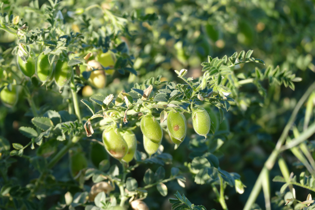 Cultivo De Garbanzo Huerto En Casa