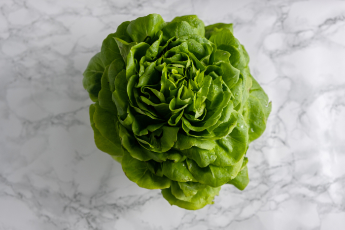 Lechuga » Plagas y enfermedades y cómo combatirlas