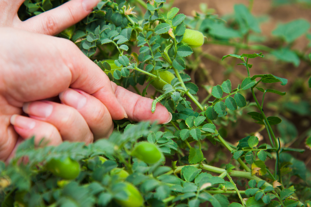 Cultivo De Garbanzo Huerto En Casa