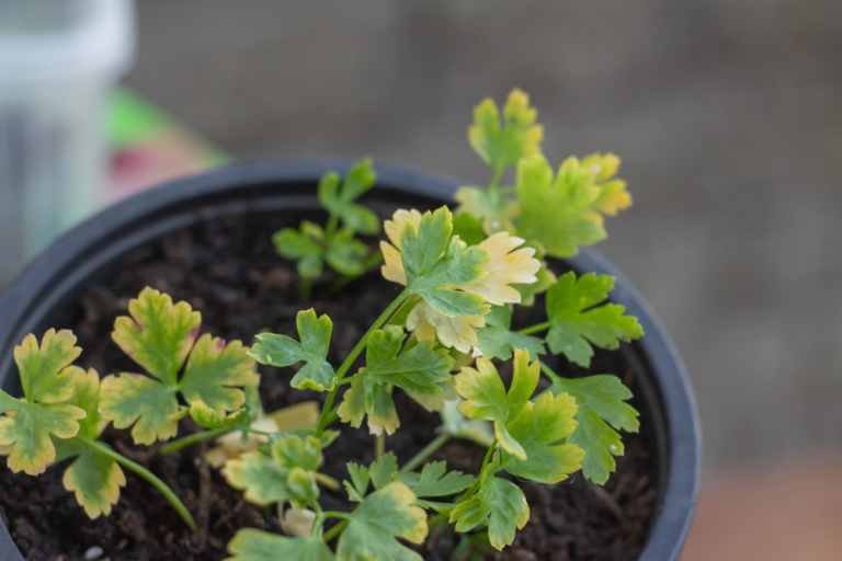 Cómo germinar cilantro » Huerto en casa