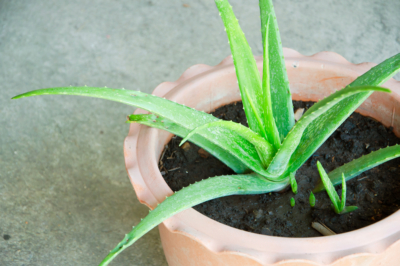 Todo sobre la sábila (Aloe vera) » Huerto en casa
