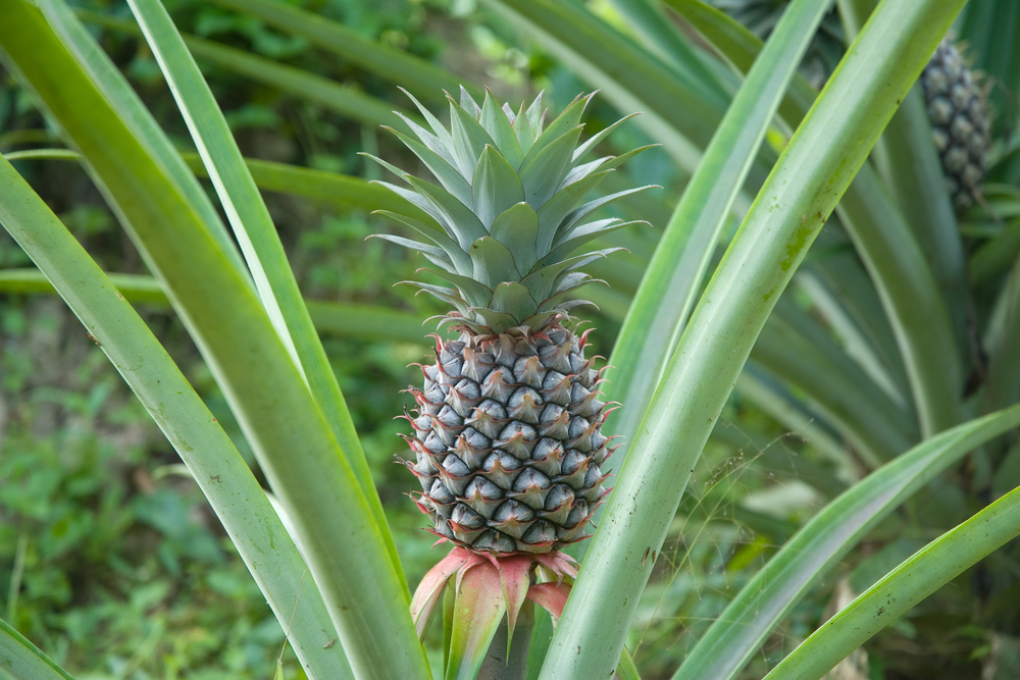 ¿Cuál es la temporada de la piña? » Huerto en casa