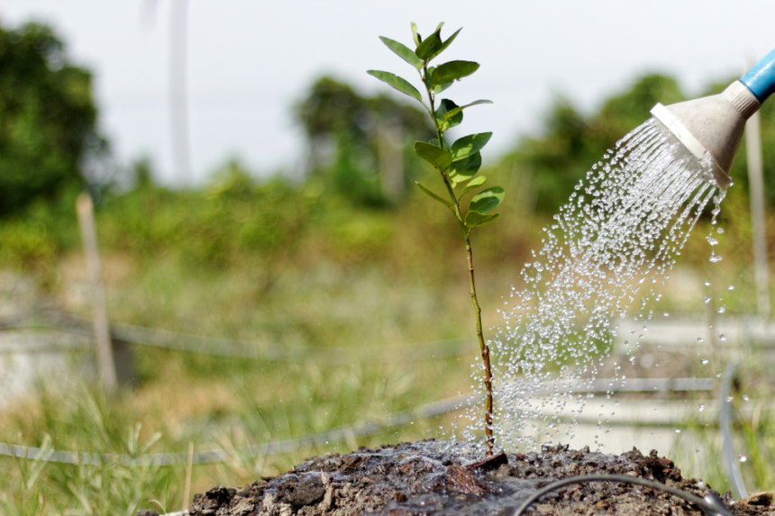 Fertilizante natural para tu árbol de limón » Huerto en casa Fertilizante natural para tu árbol de limón » Huerto en casa